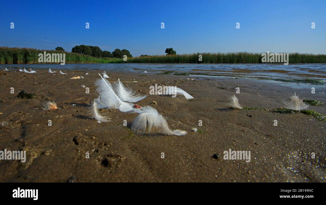 Nature Reserve Zwarte meer, Netherlands, Zwarte meer, Noordoostpolder ...