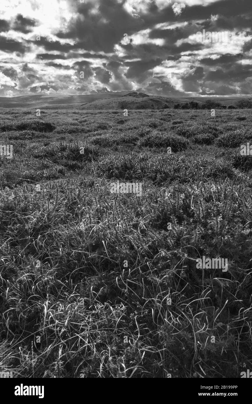 Sharp Tor perched in the distance on Dartmoor National ParK, South ...