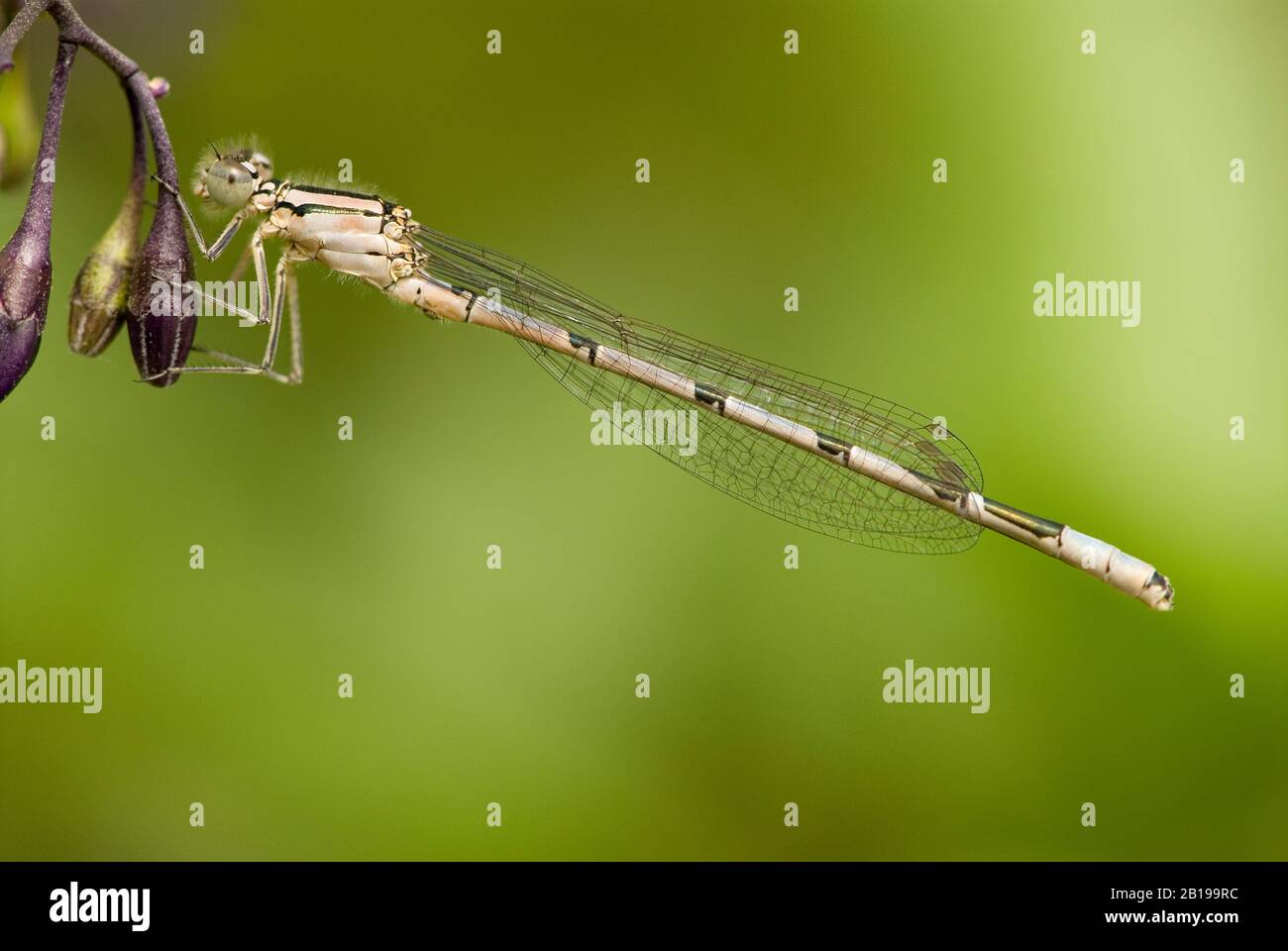 Common blue damselfly, Common bluet damselfly (Enallagma cyathigera ...