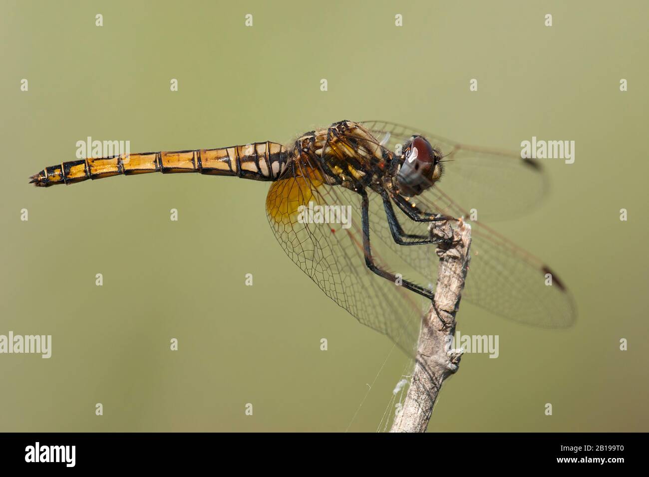 Violet dropwing, Violet-marked darter, Purple-blushed darter, Plum ...