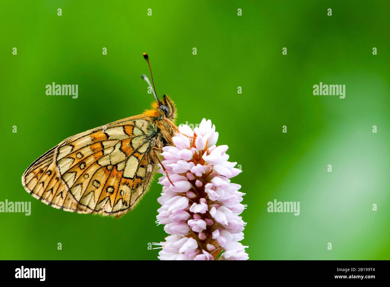 Bog fritillary hi-res stock photography and images - Alamy