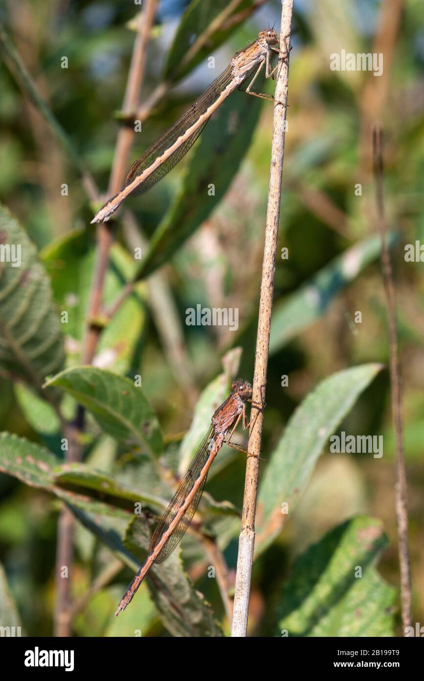 Siberian winter damselfly (Sympecma annulata, Sympecma paedisca), two ...
