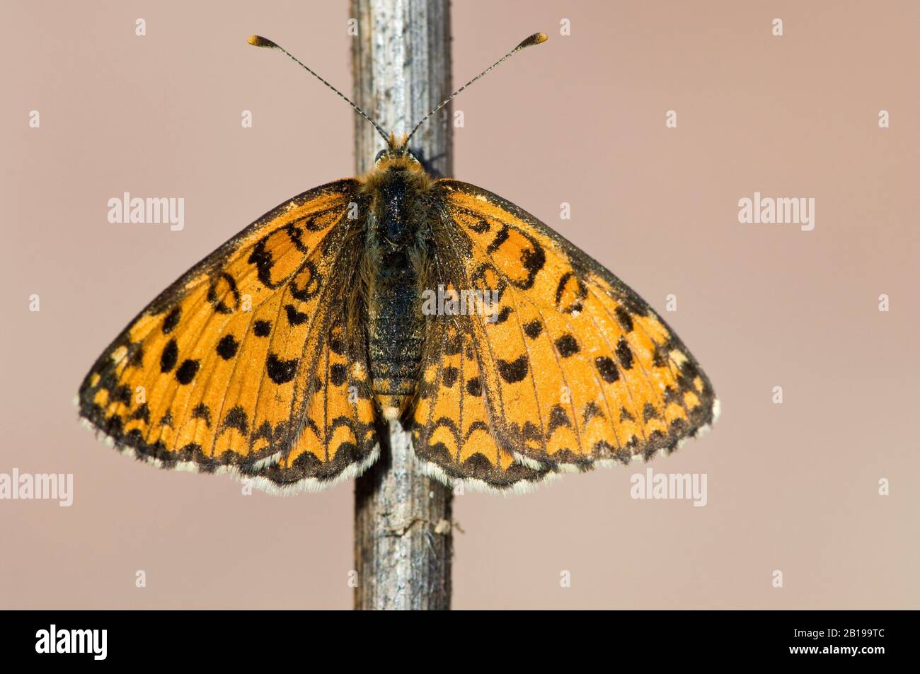 Lesser Spotted Fritillary (Melitaea trivia), sitting on a stem, view ...