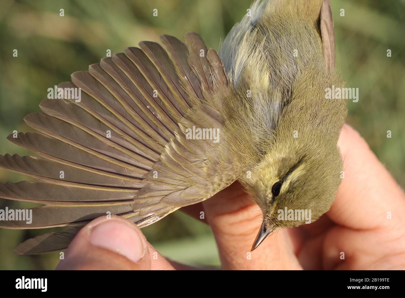 green willow warbler (Phylloscopus nitidus), in the hand during ringing ...