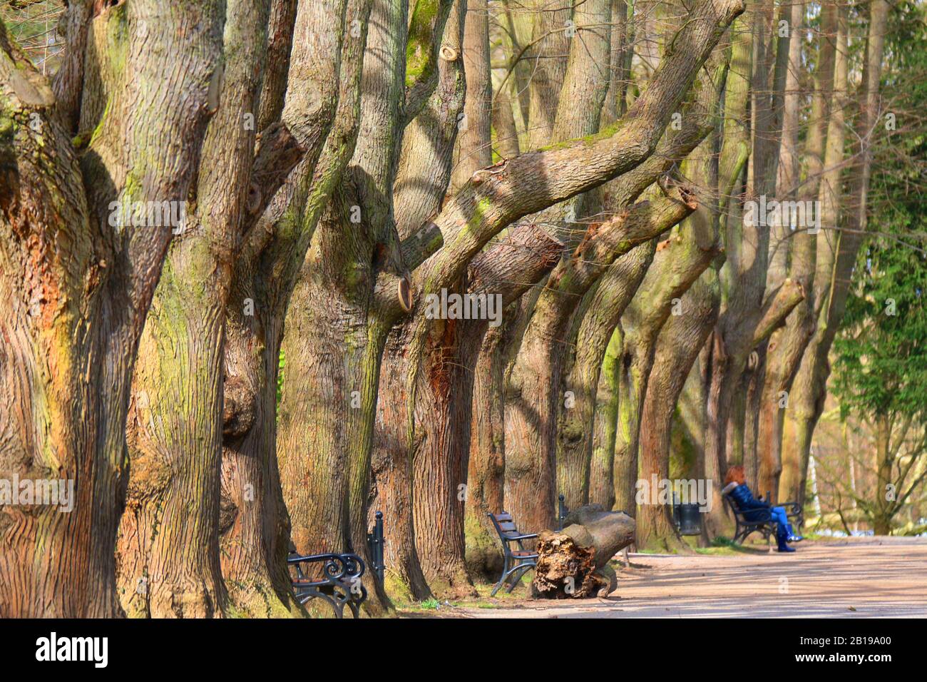 On trunk of a lime tree hi-res stock photography and images - Alamy