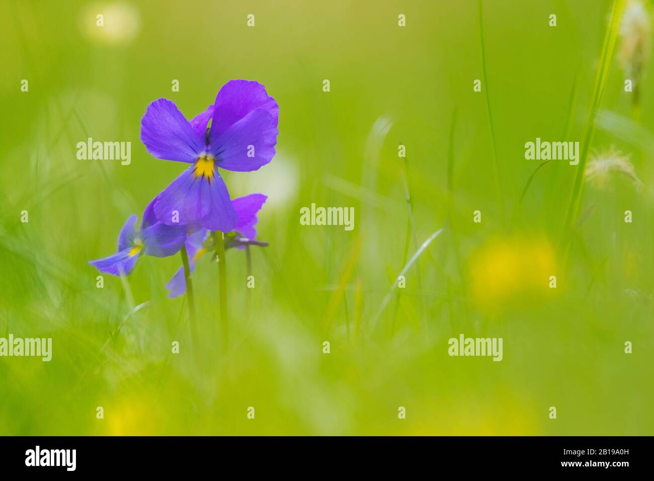 Mountain violet viola calcarata hi-res stock photography and images - Alamy