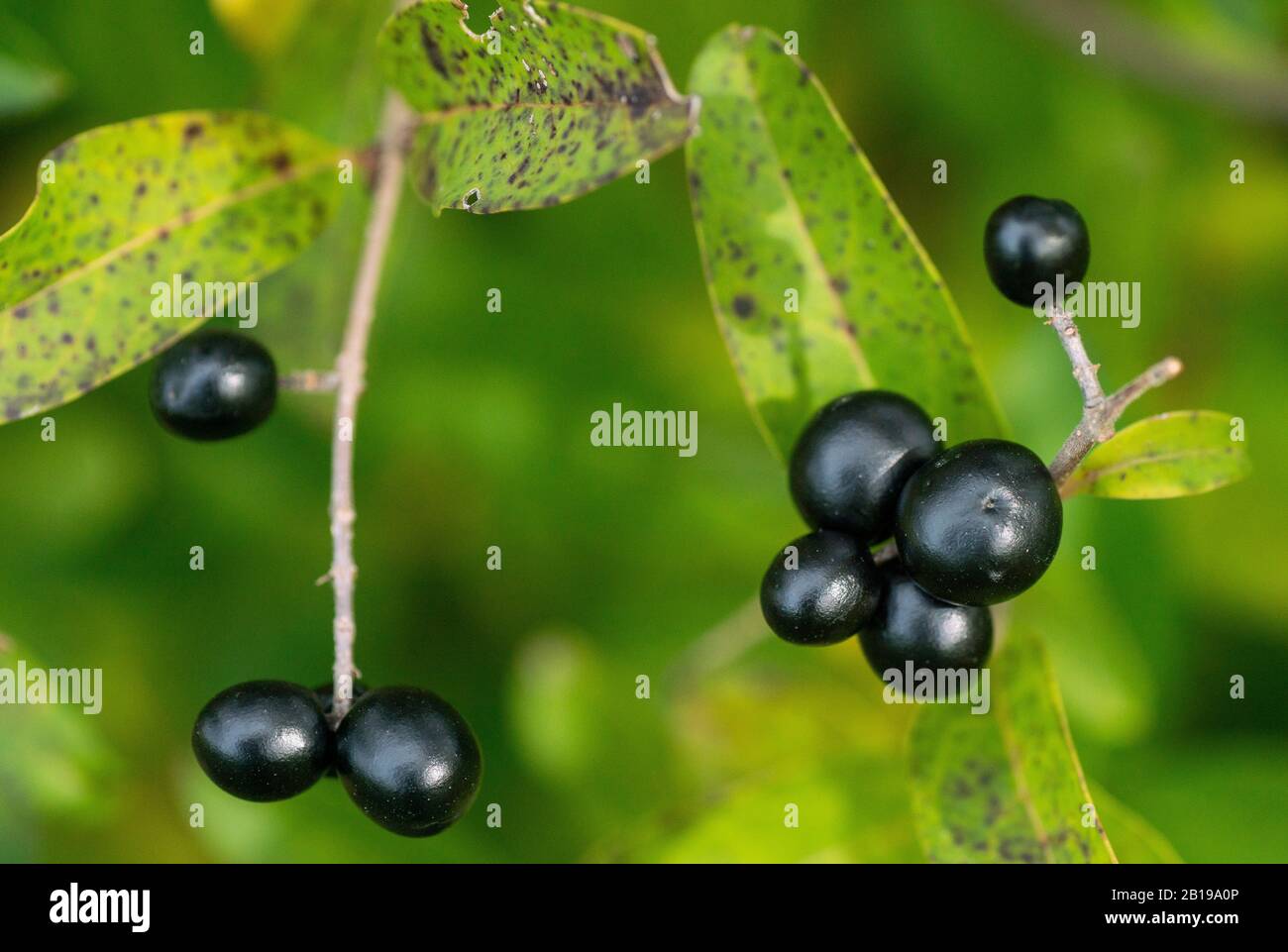 common privet, golden privet, wild privet, prim, European privet ...