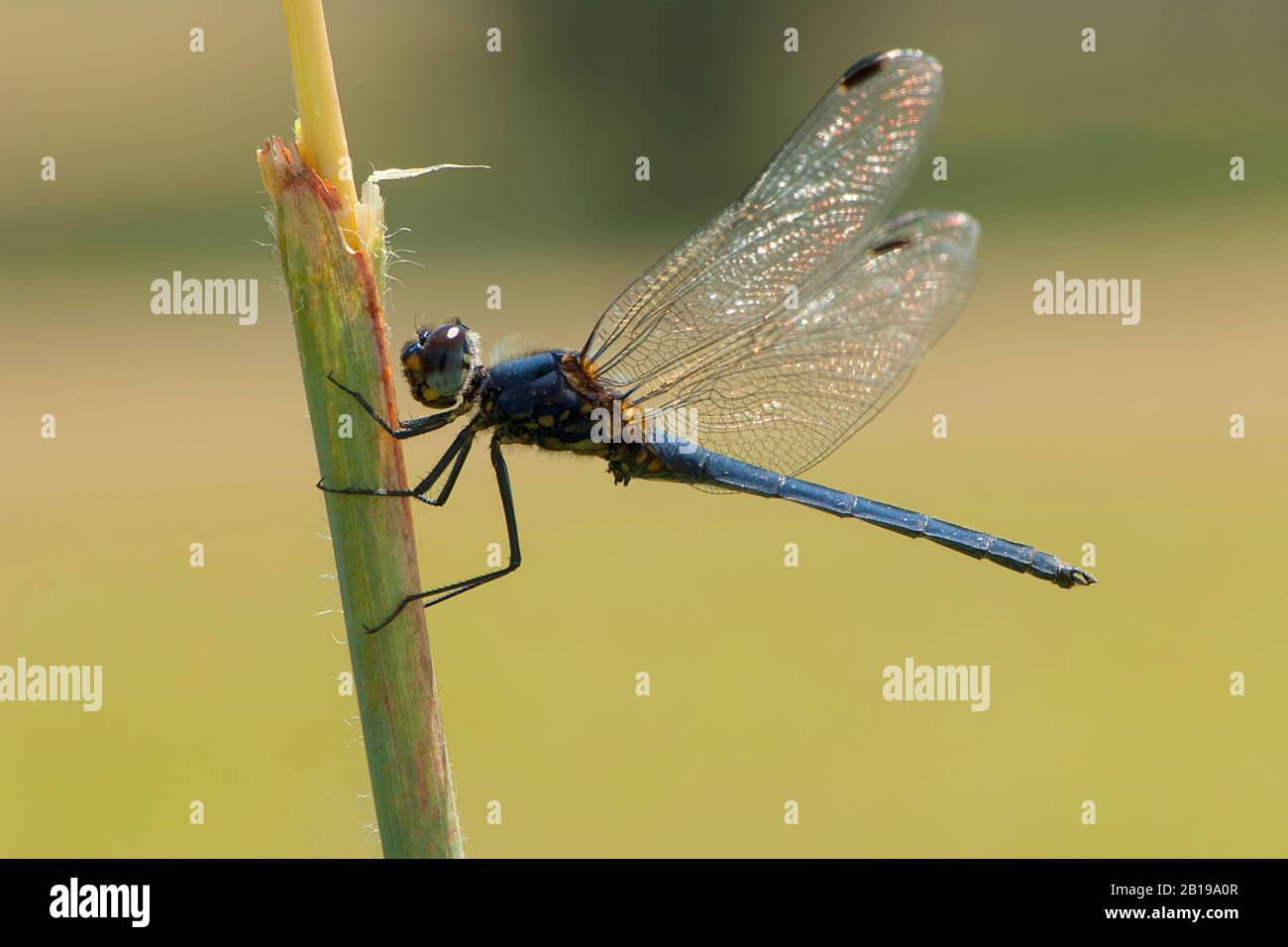 Navy Dropwing (Trithemis furva), male, South Africa, Mpumalanga Stock ...