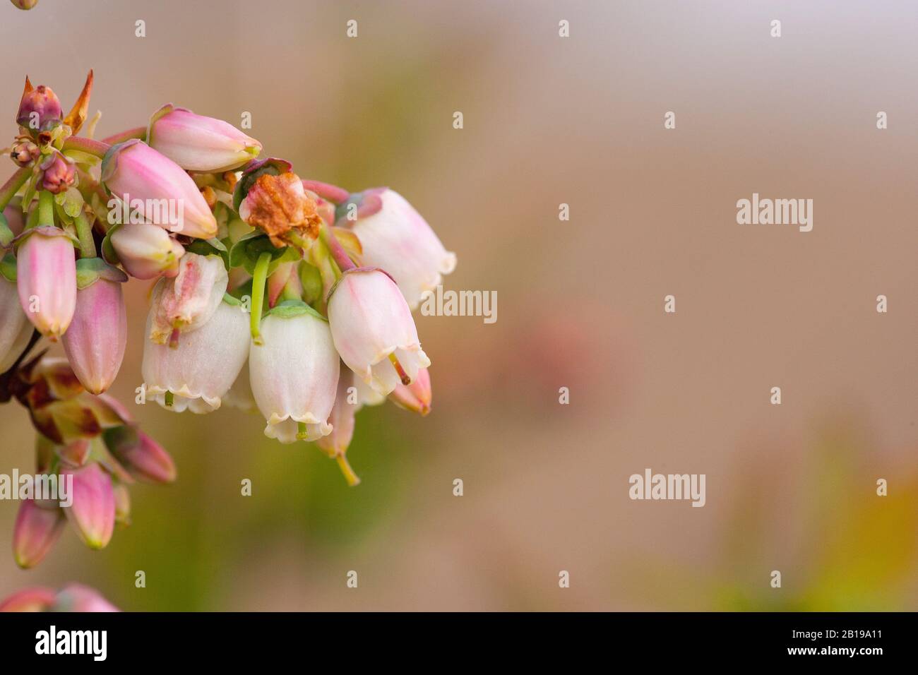 high blueberry, highbush blueberry, swamp blueberry (Vaccinium ...