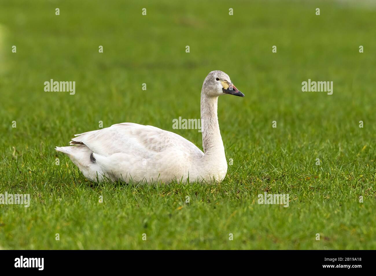 Immature swans hi-res stock photography and images - Alamy