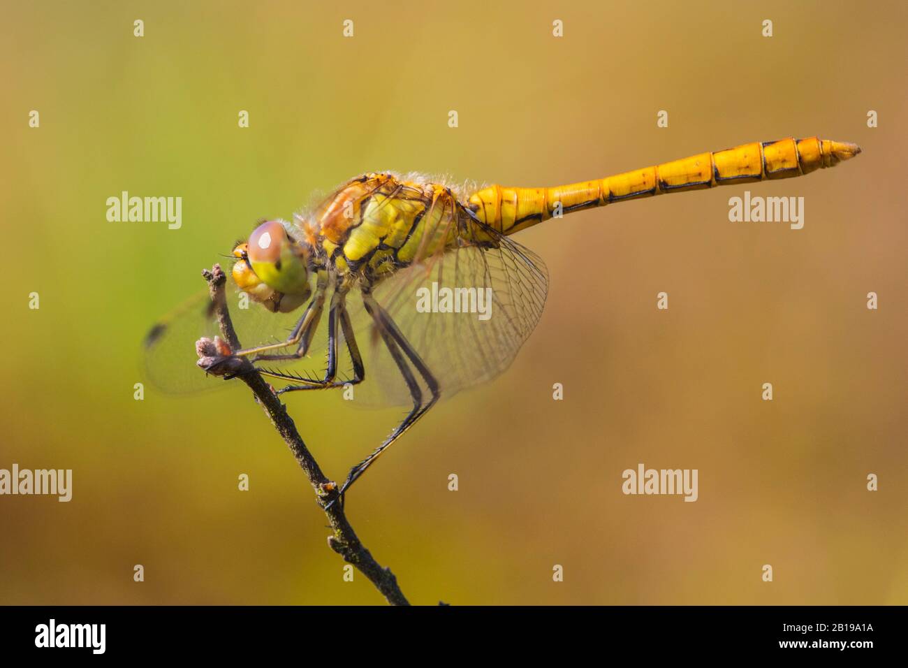 common sympetrum, common darter (Sympetrum striolatum), female ...