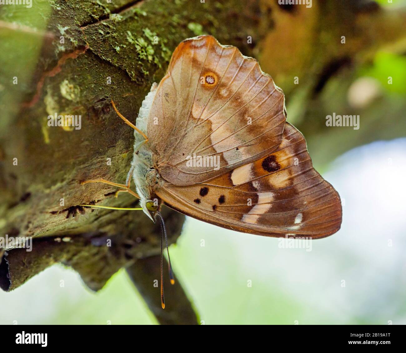Lesser Purple Emperor (Apatura ilia, Apatura barcina), sits on bark ...