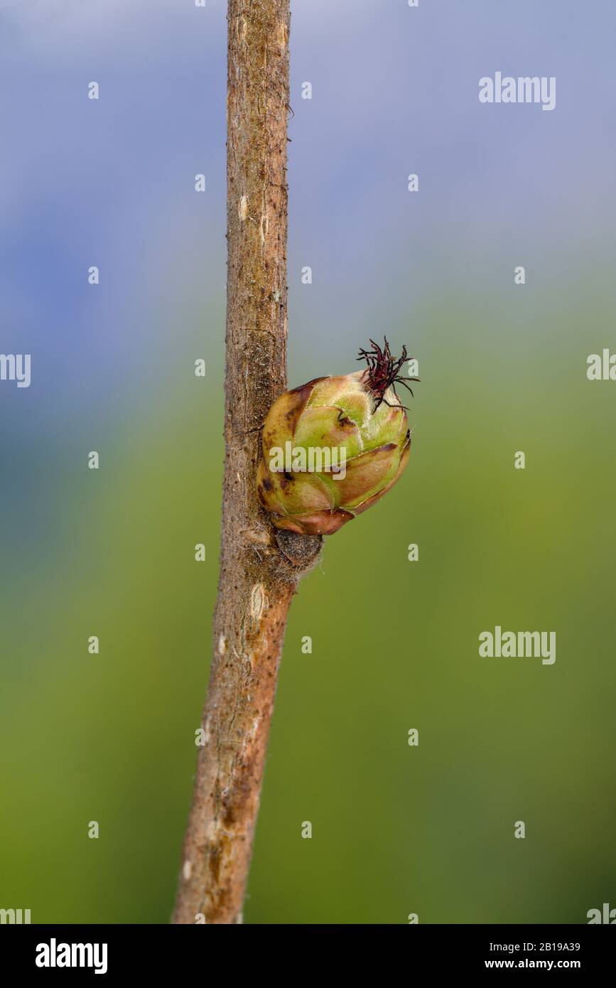 Common hazel (Corylus avellana), female flowers, Germany, Bavaria Stock ...