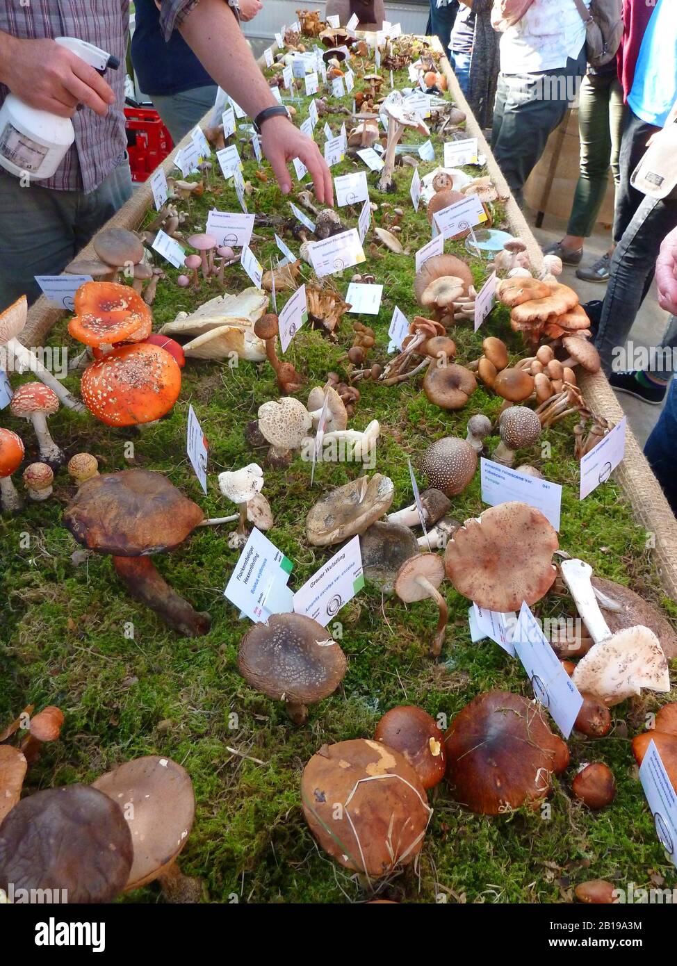 mushroom exhibition, Germany Stock Photo - Alamy