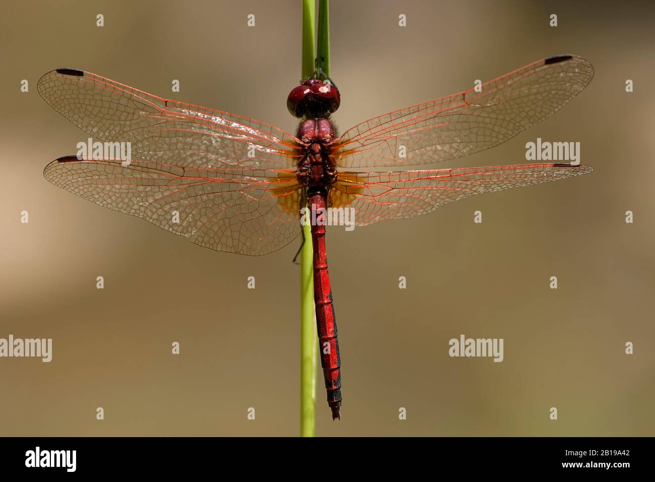 Trithemis arteriosa hi-res stock photography and images - Alamy
