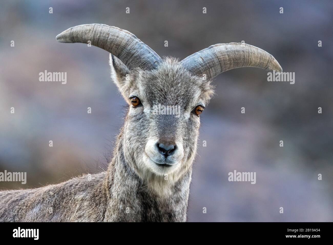Himalayan goat hi-res stock photography and images - Alamy
