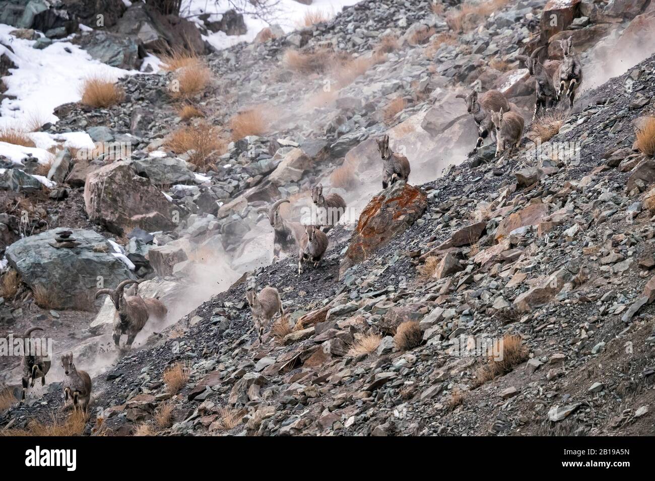 bharal, Himalayan blue sheep, naur (Pseudois nayaur), herd hunted by ...