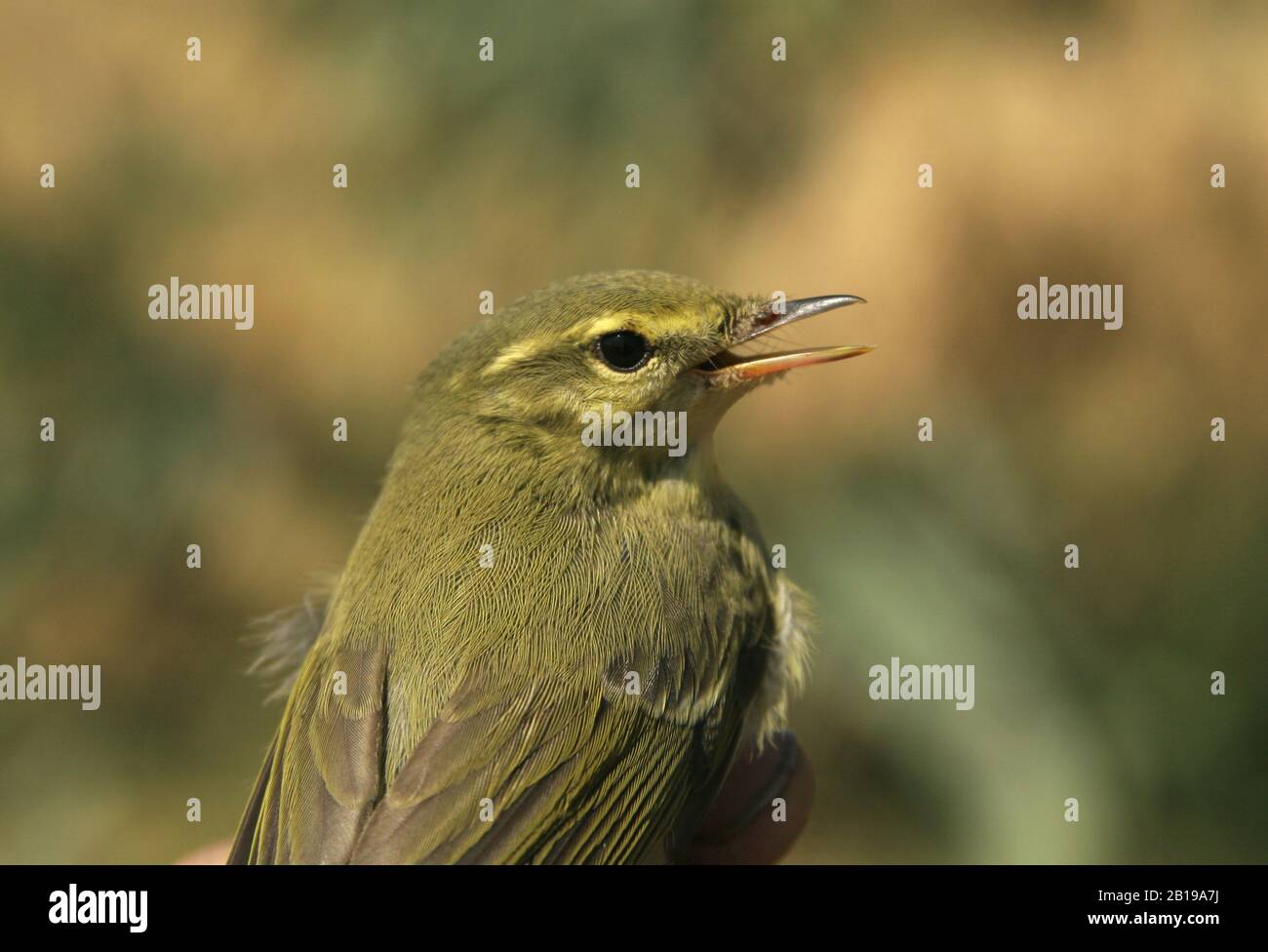 green willow warbler (Phylloscopus nitidus), portrait, Israel Stock ...