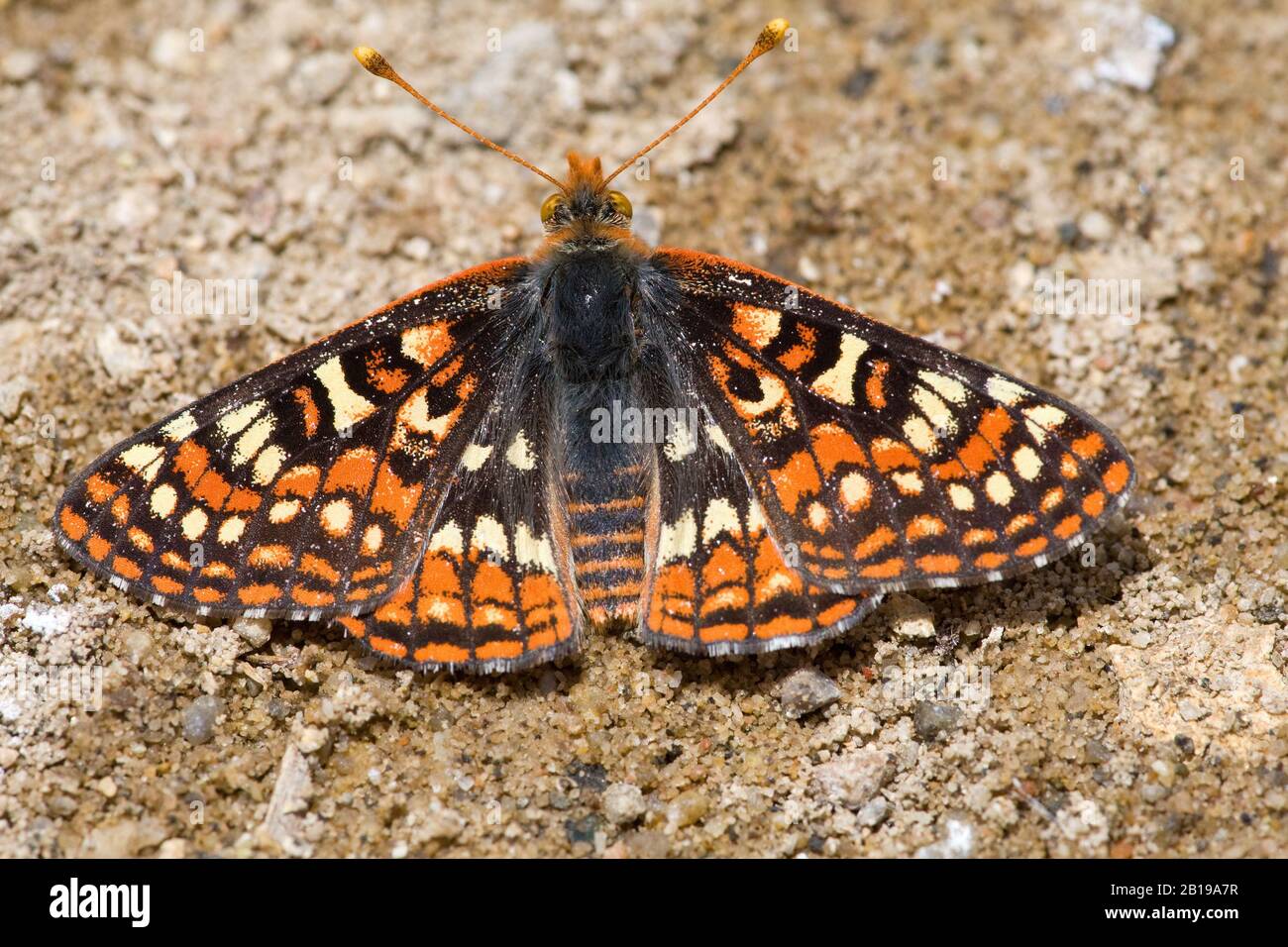 Chalcedon hi-res stock photography and images - Alamy