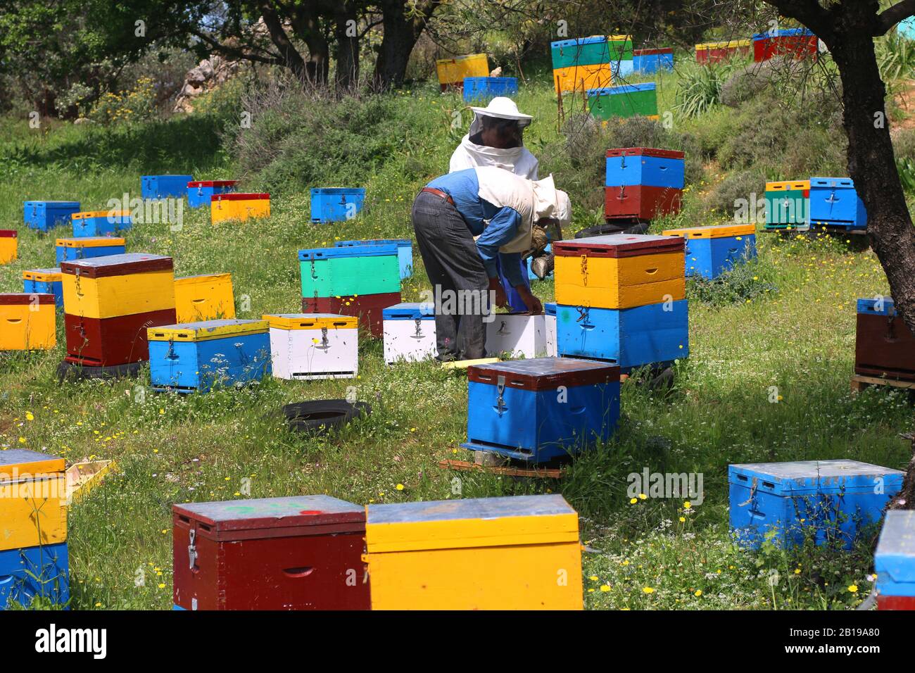 honey bee, hive bee (Apis mellifera mellifera), beekeeper between the ...
