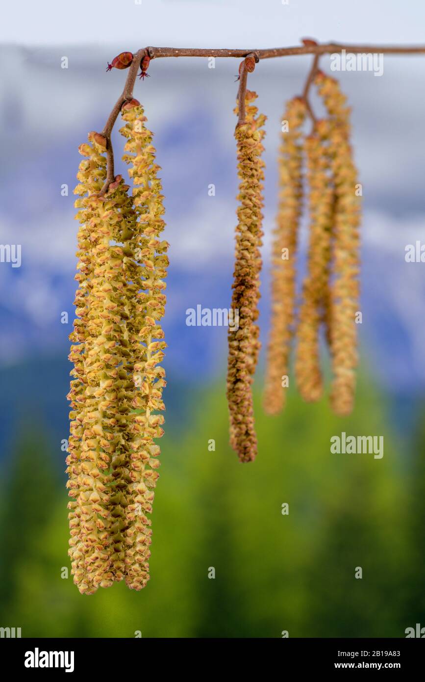 Common hazel (Corylus avellana), blooming hazel branch with female and ...