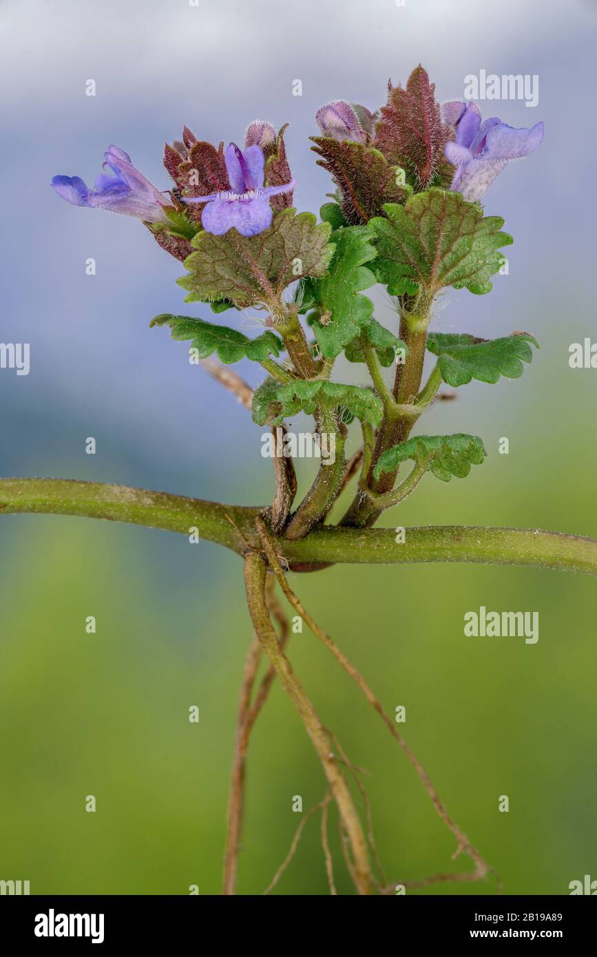 gill-over-the-ground, ground ivy (Glechoma hederacea), with runners ...