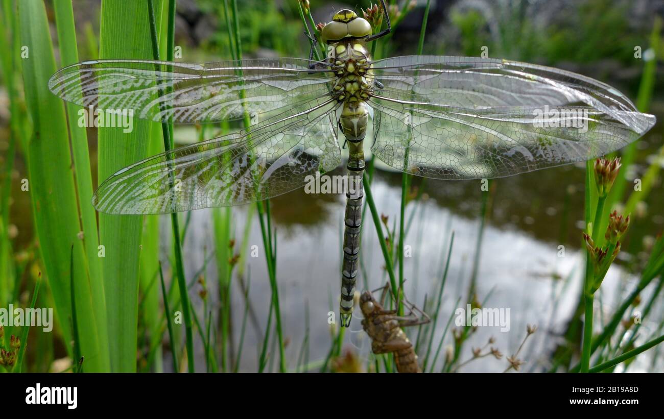 blue-green darner, southern aeshna, southern hawker (Aeshna cyanea ...
