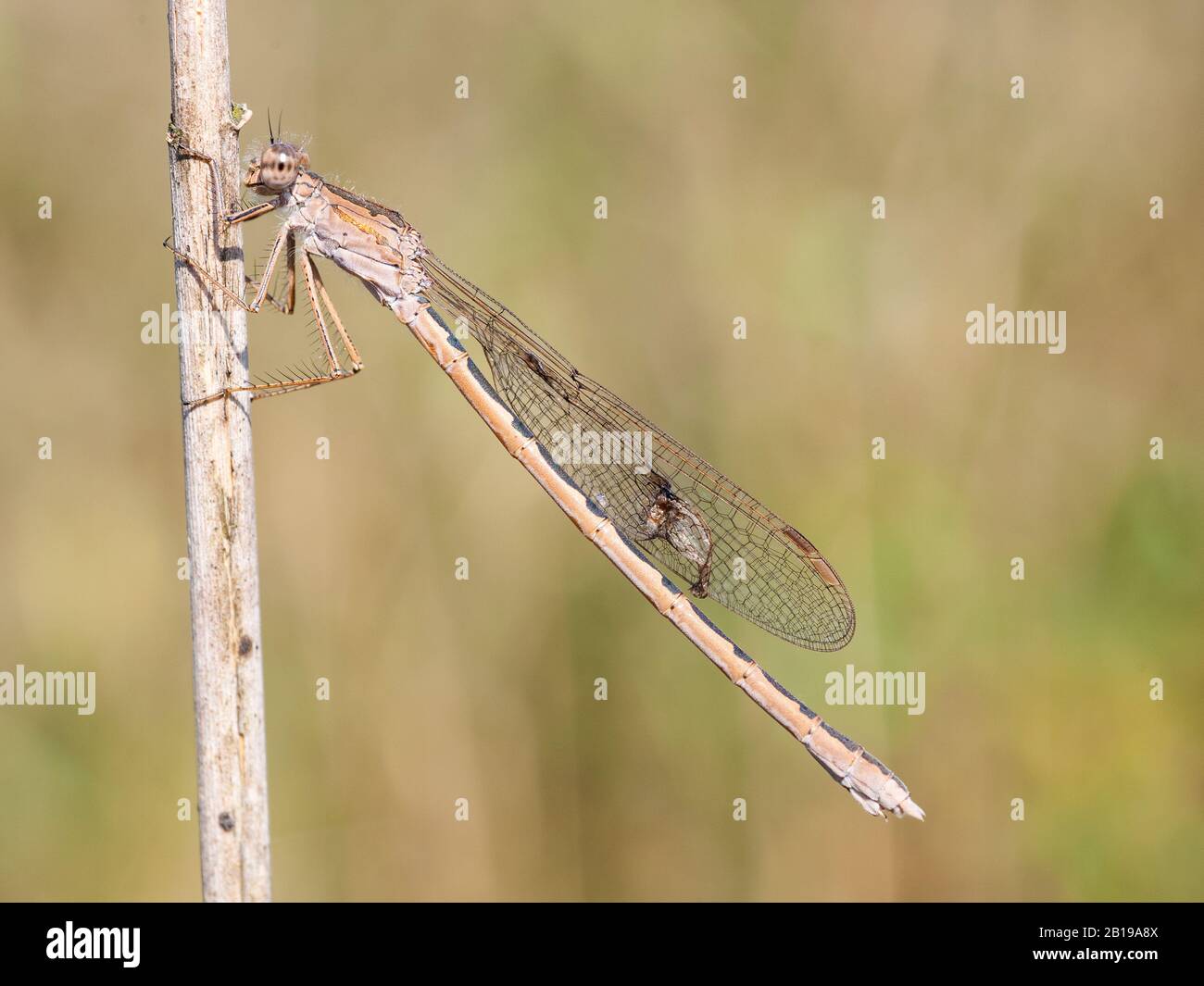 Siberian winter damselfly (Sympecma annulata, Sympecma paedisca ...