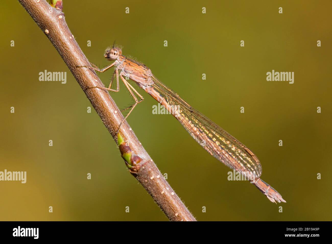 Siberian winter damselfly (Sympecma annulata, Sympecma paedisca ...