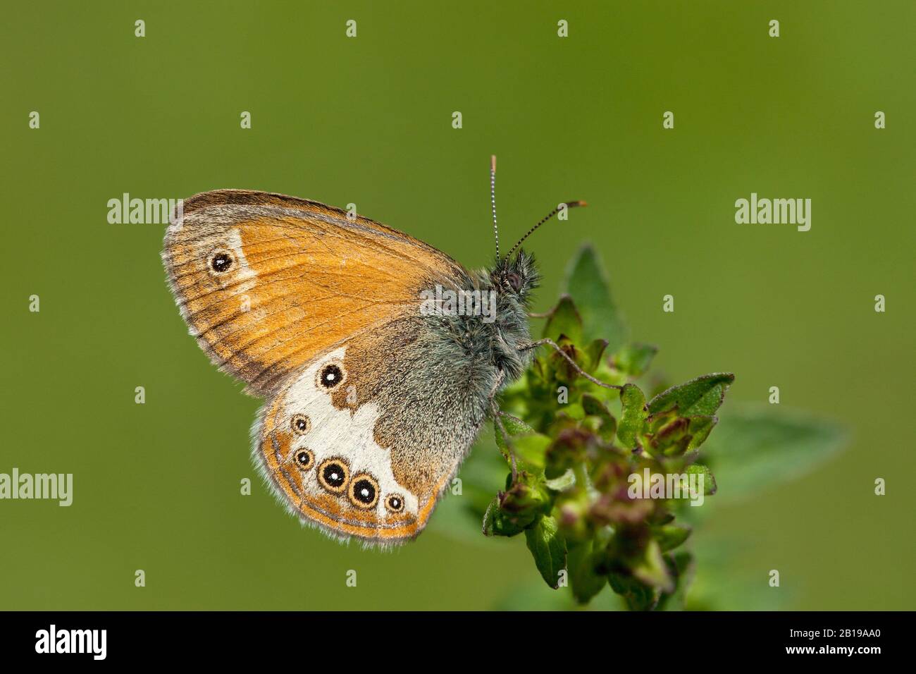 pearly heath (Coenonympha arcania), side view, Germany, North Rhine ...
