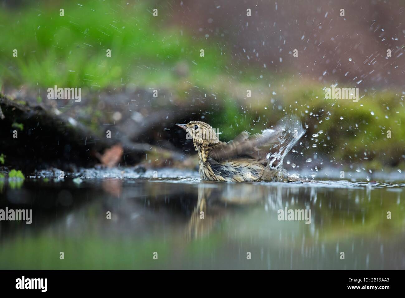 Tree pitpit (Anthus trivialis), bathing, Netherlands, Overijssel ...