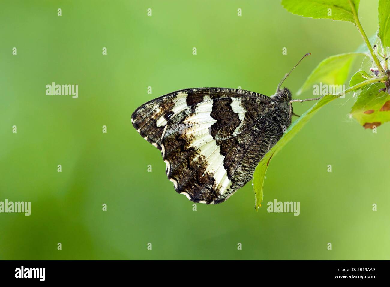 great banded grayling, greater wood nymph (Brintesia circe), on a leaf ...