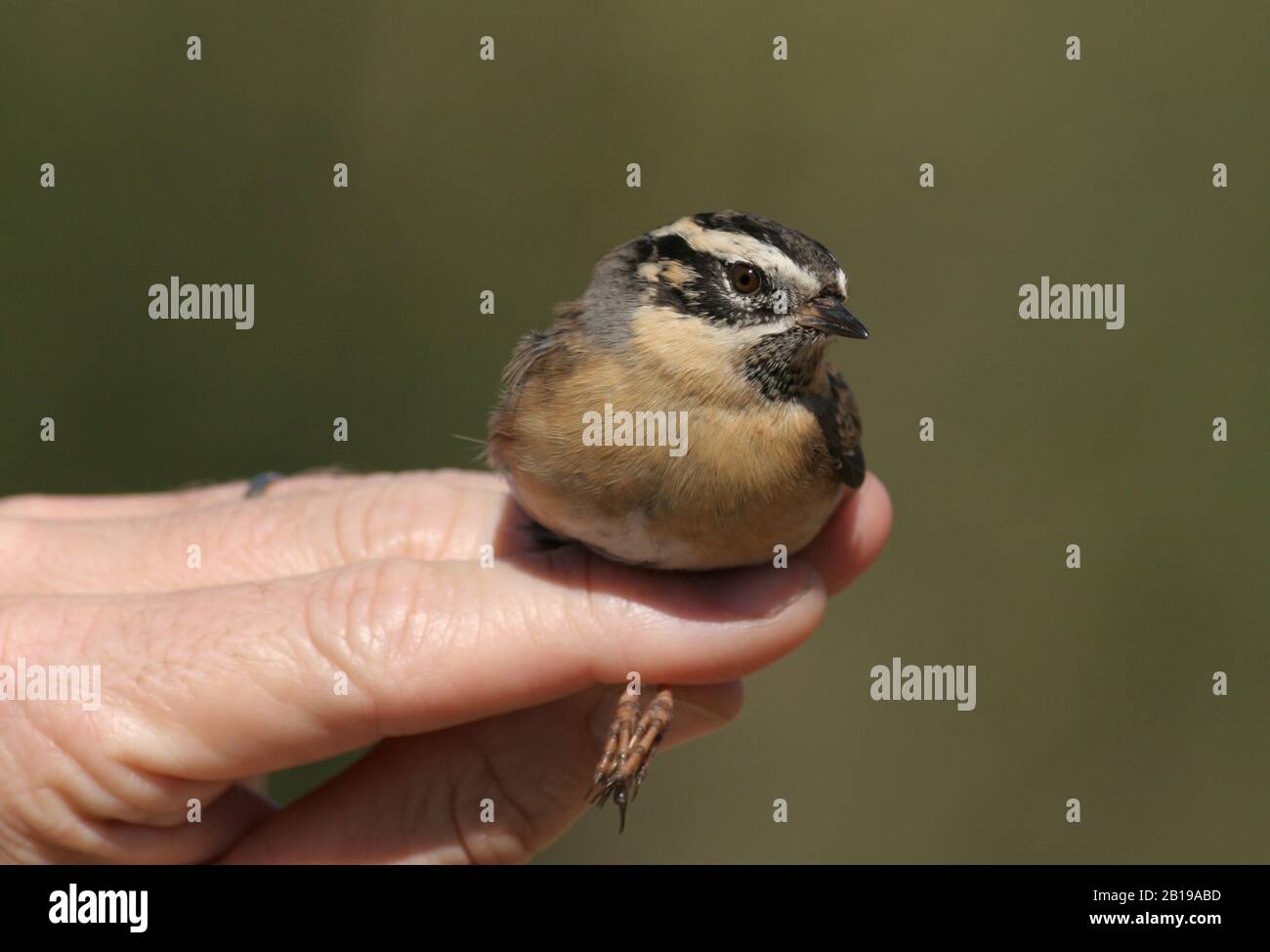 black-throated accentor (Prunella atrogularis), is held in one hand ...