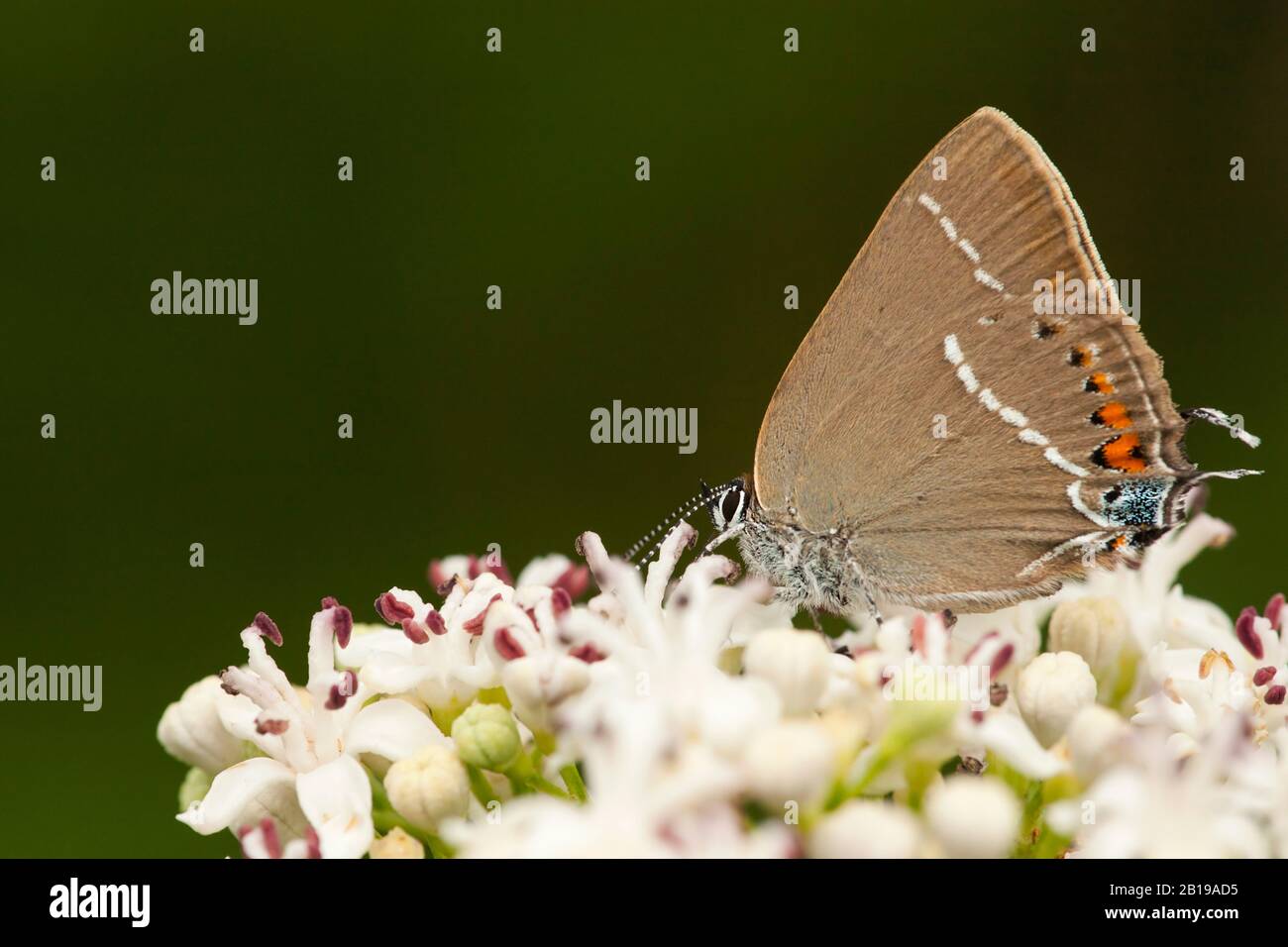 White spot flower hi-res stock photography and images - Alamy