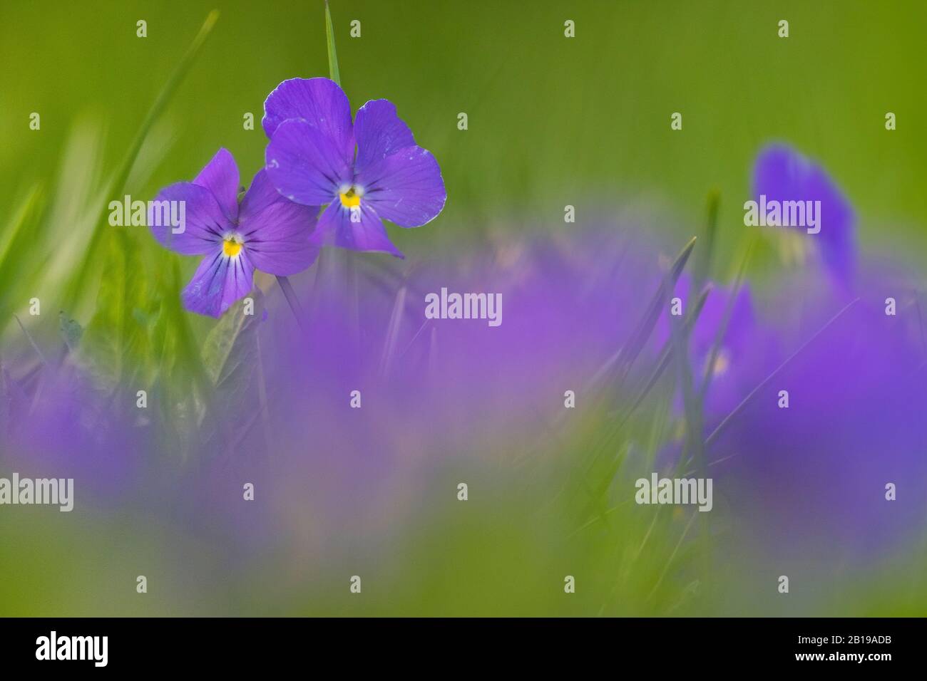 Swiss violet (Viola calcarata), blooming, Switzerland, Valais Stock ...