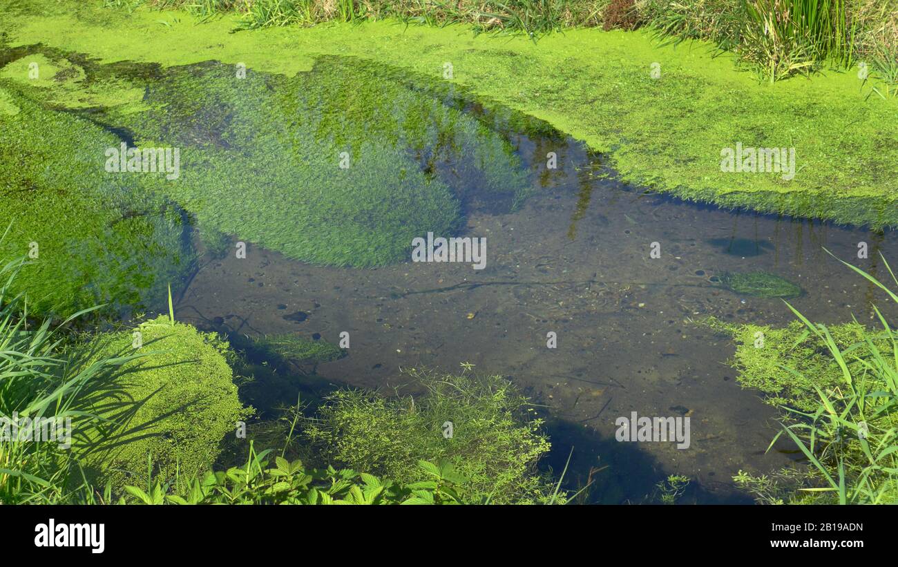 common water-starwort, European water-starwort (Callitriche palustris ...