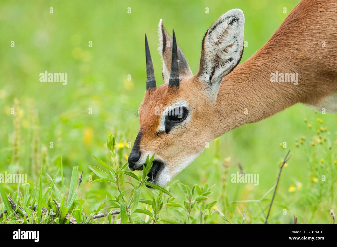 steenbok (Raphicerus campestris), eating young male, portrait, South ...
