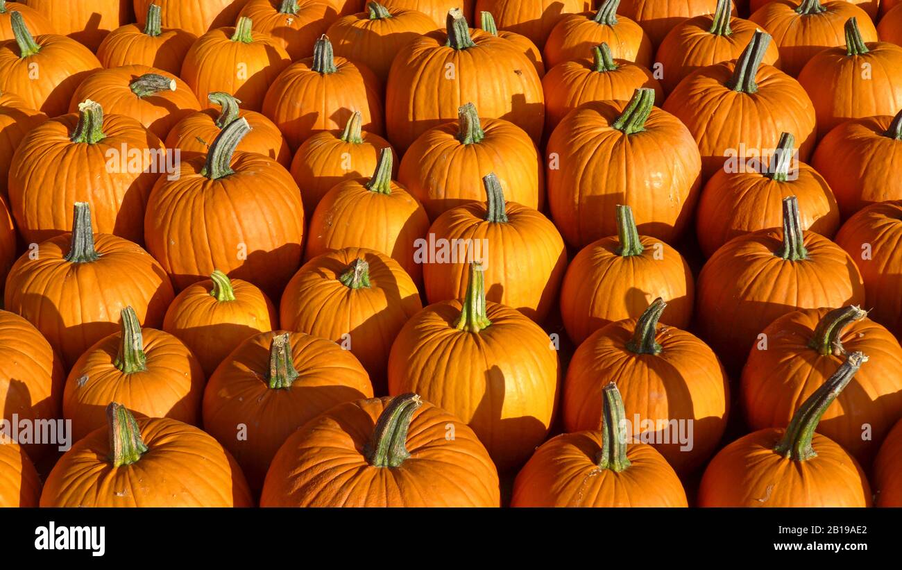Hokkaido, Hokkaido squash, Red kuri squash (Cucurbita maxima), many ...