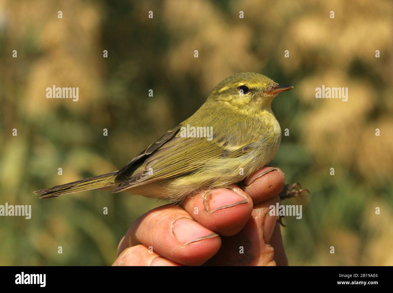 green willow warbler (Phylloscopus nitidus), in the hand during ringing ...