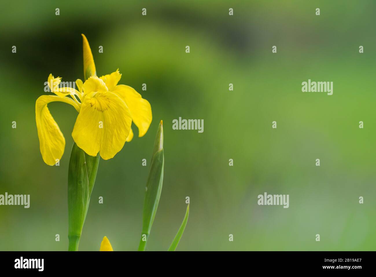 Yellow flag flower hi-res stock photography and images - Alamy