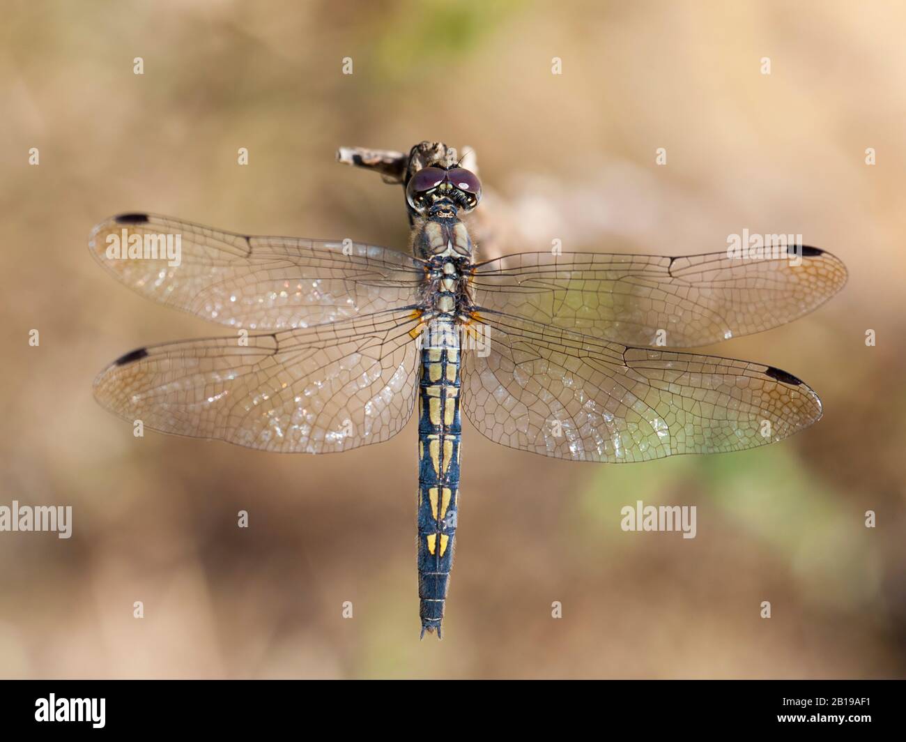 Indigo Dropwing (Trithemis festiva), female, Turkey, Mugla Stock Photo ...