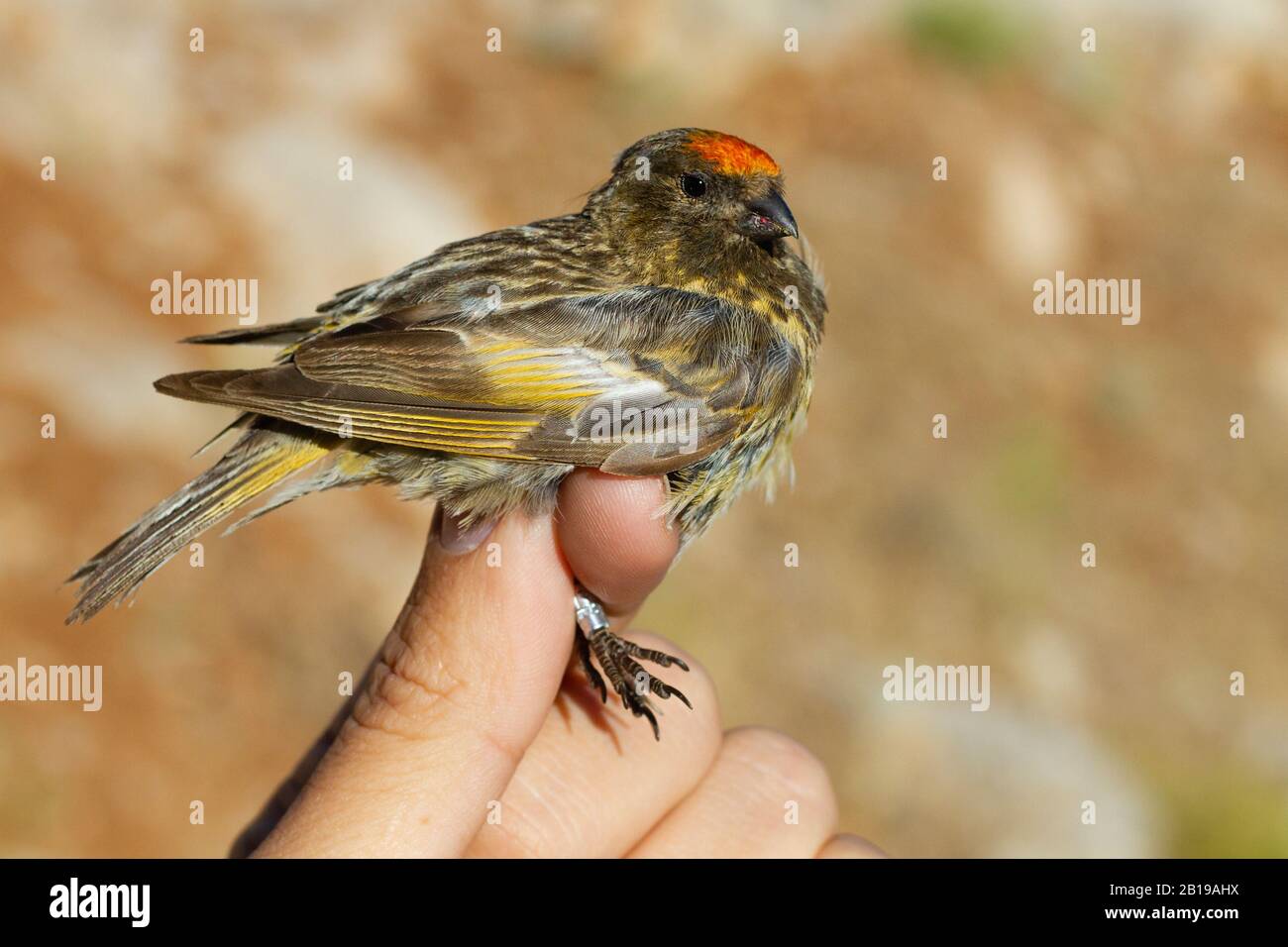 Red fronted serin serinus pusillus hi-res stock photography and images ...