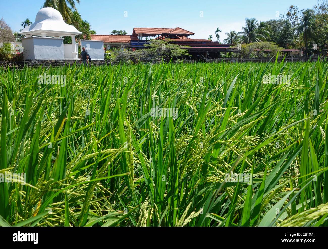 Langkawi, Malaysia. 29th Dec, 2019. A traditional rice field. Credit ...