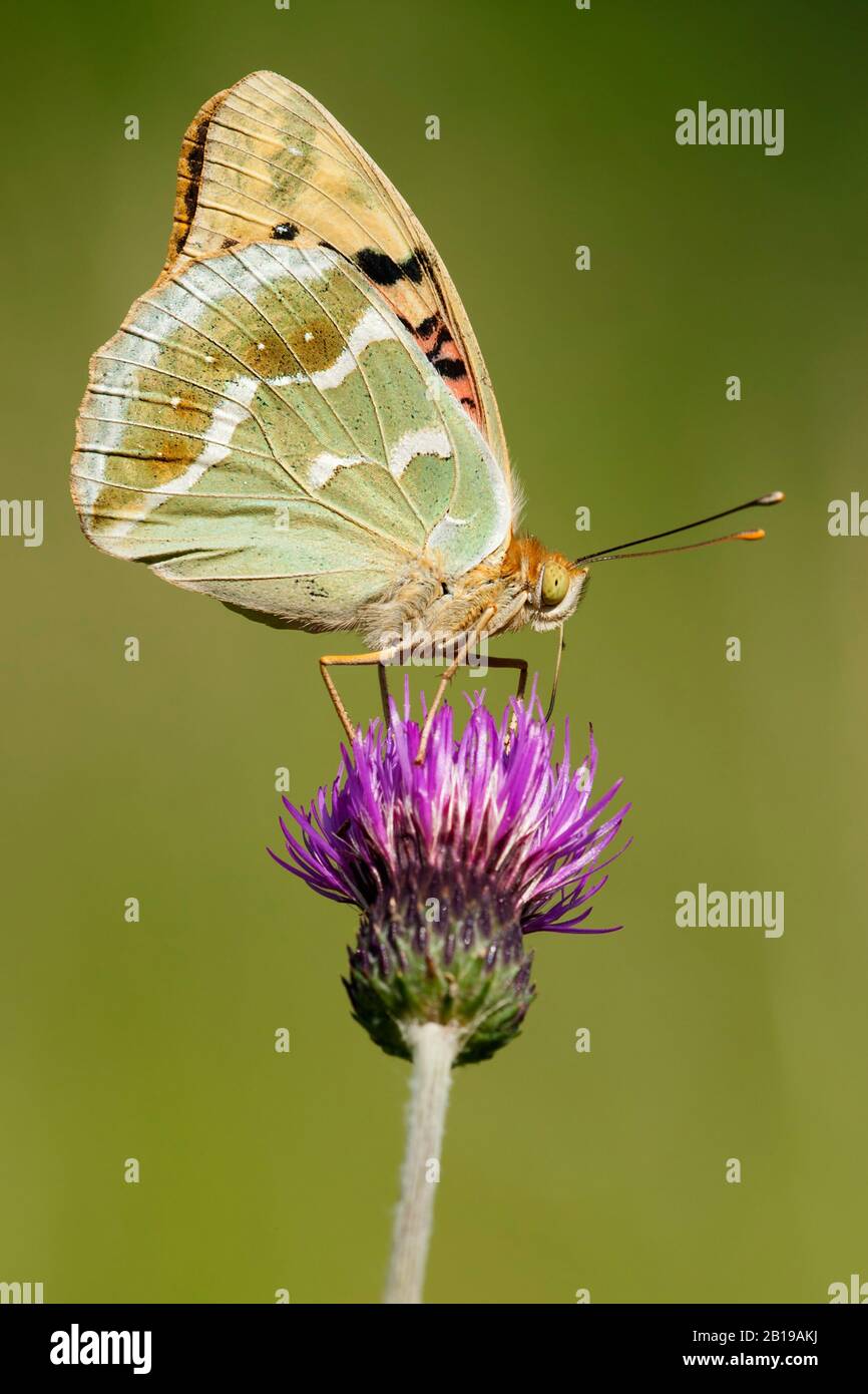 cardinal (Argynnis pandora, Pandoriana pandora), sits on a knapweed ...
