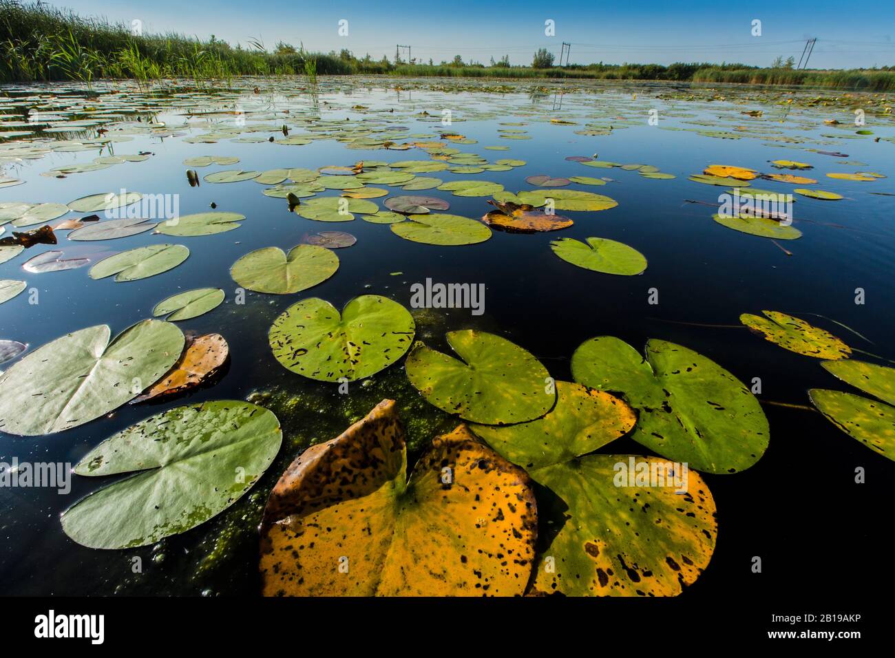 Lily ponds nature reserve hi-res stock photography and images - Alamy