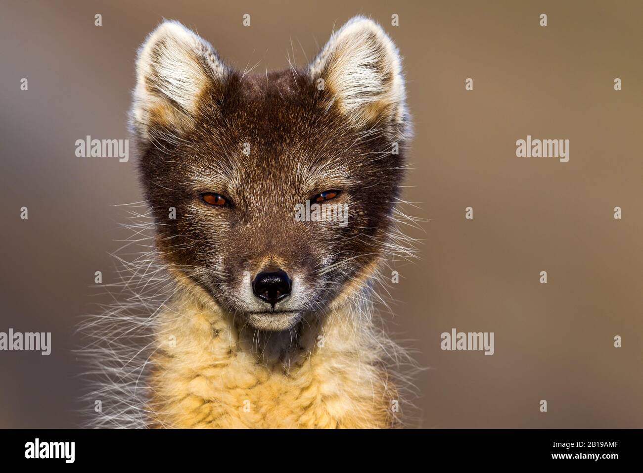 Arctic fox in summer coat hi-res stock photography and images - Alamy