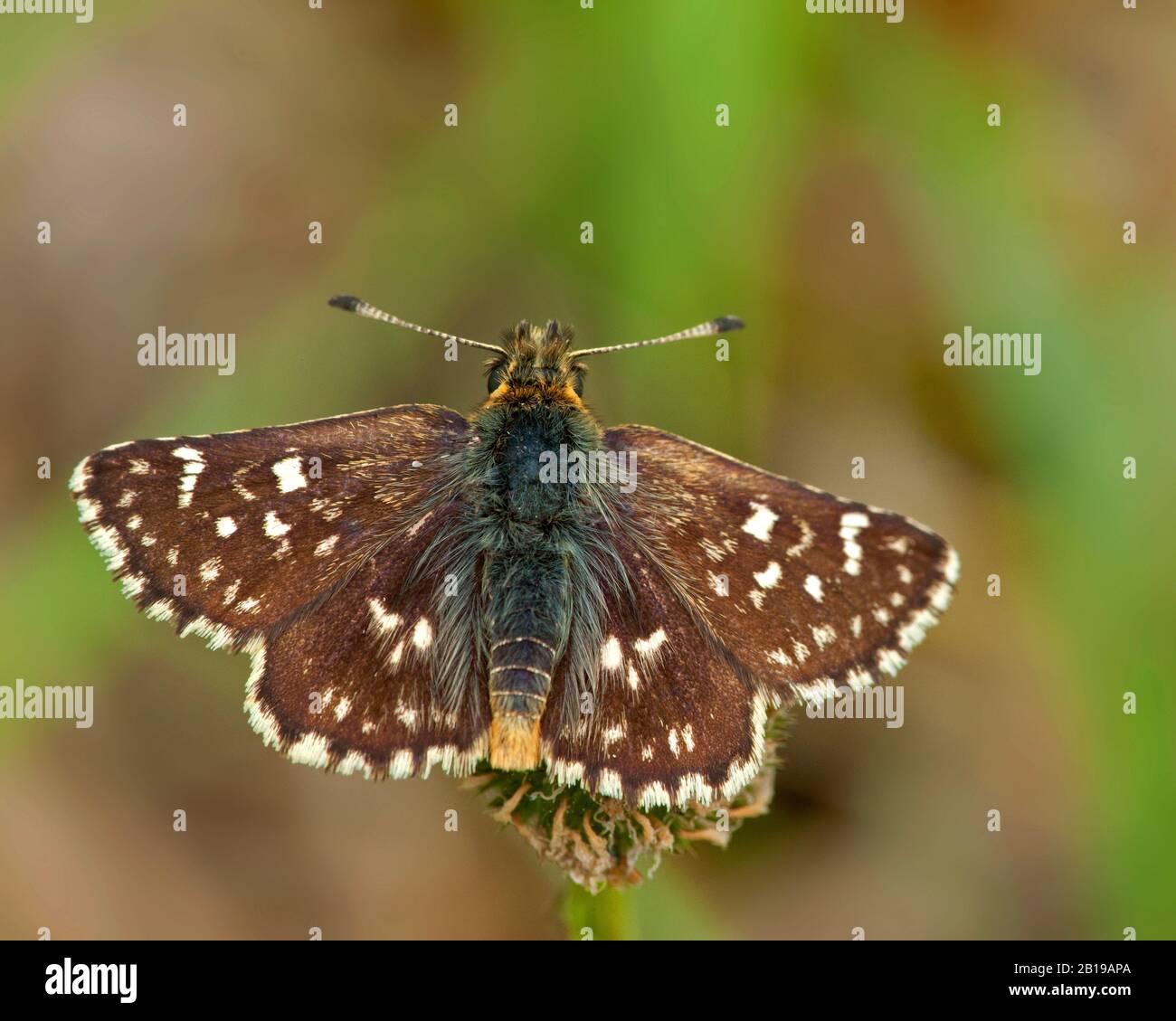 red underwing skipper (Spialia sertorius), with open wings, Germany ...