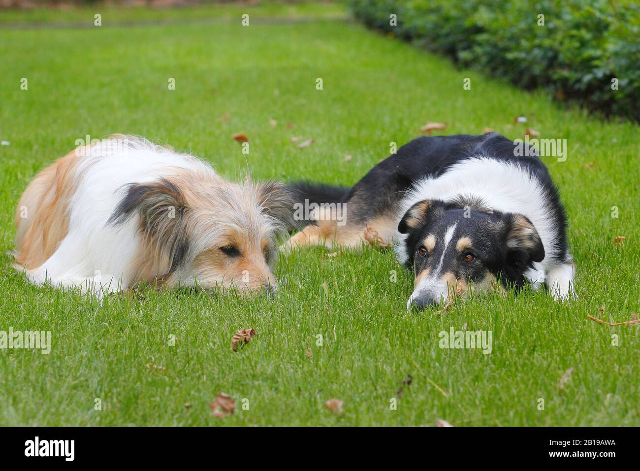 mixed breed dog (Canis lupus f. familiaris), two Bearded Collie Collie ...