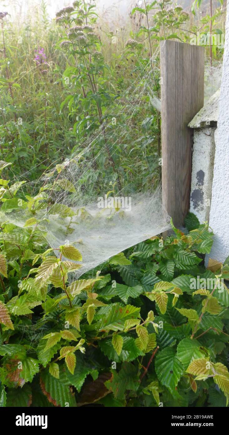 Sheet-web weaver, Line-weaving spider, Line weaver (Linyphia ...