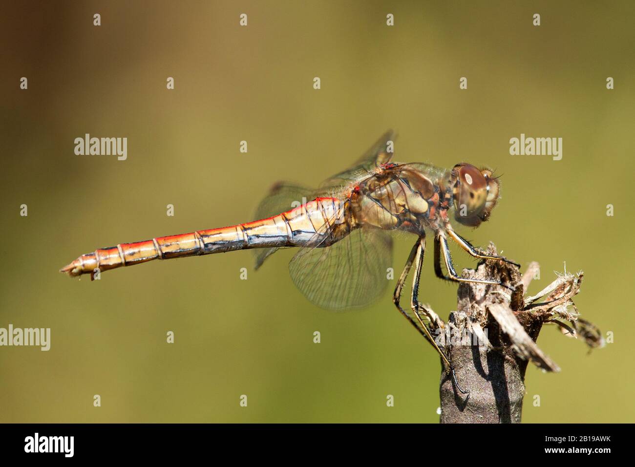 Eastern european sympetrums hi-res stock photography and images - Alamy